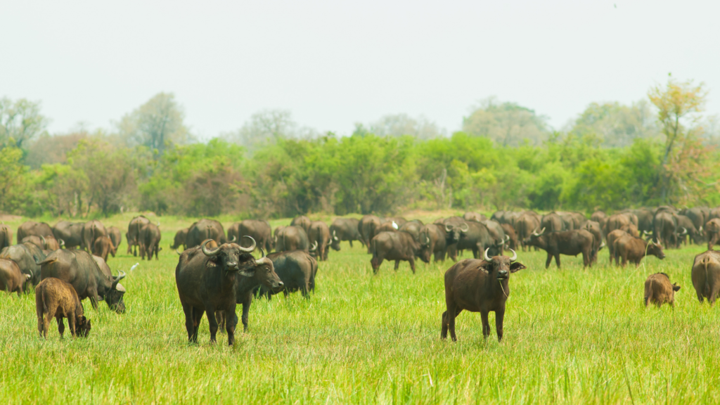 11 Facts About African Buffaloes – iQwato e-Store